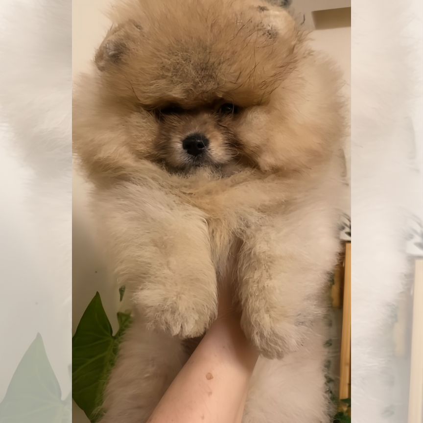 Померанский шпиц, щенок