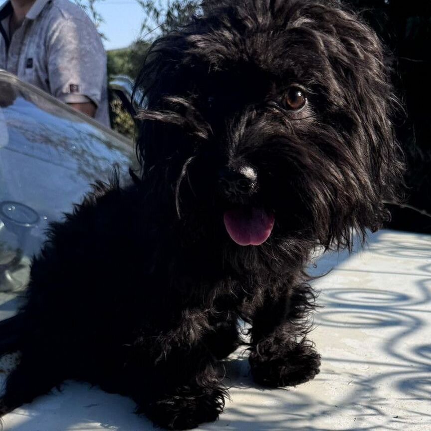 Русская цветная болонка, взрослая собака