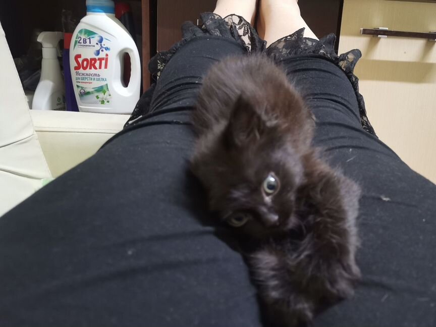 Домашние животные котята