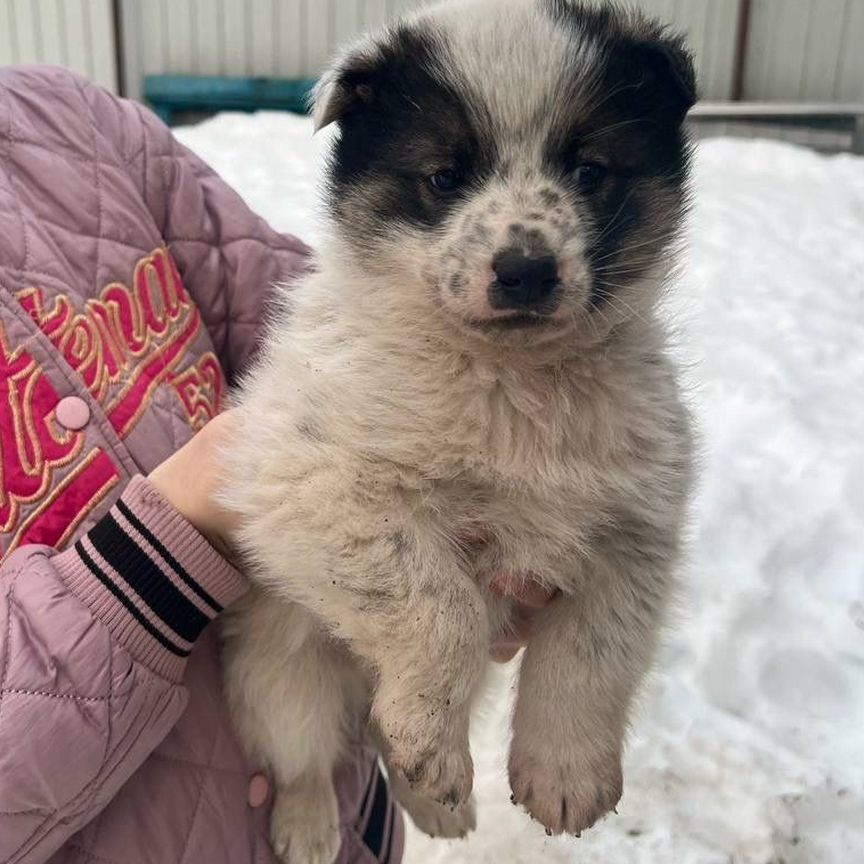 Сибирский хаски, щенок