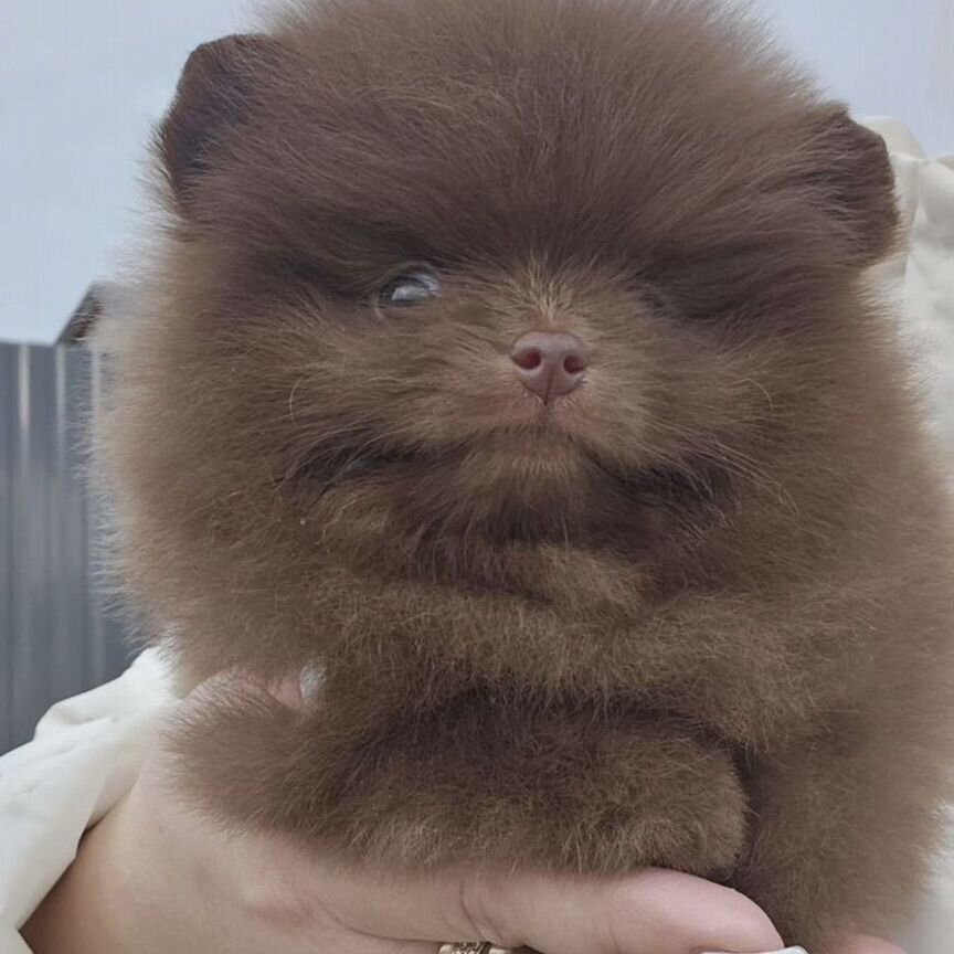 Померанский шпиц девочка шоколад