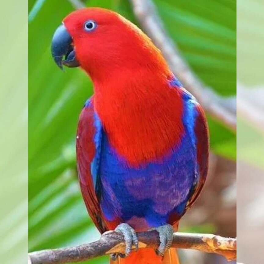 Попугай эклектус ручные