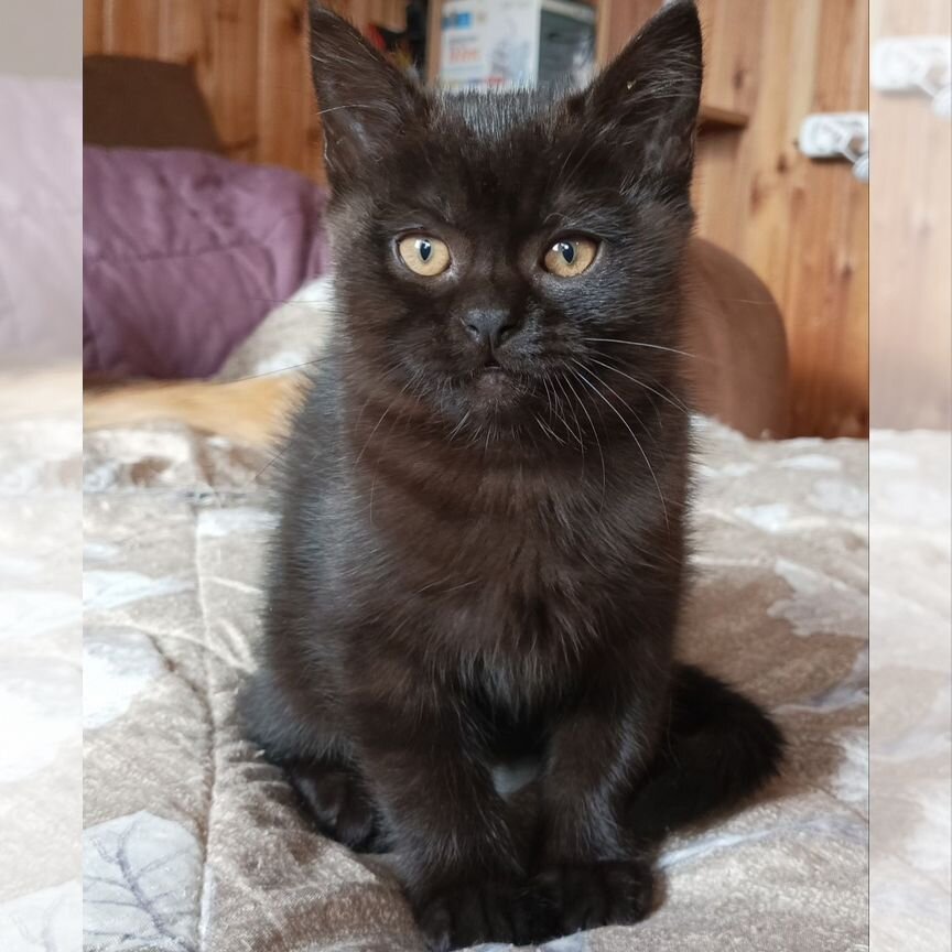 Шотландский прямоухий короткошёрстный котёнок