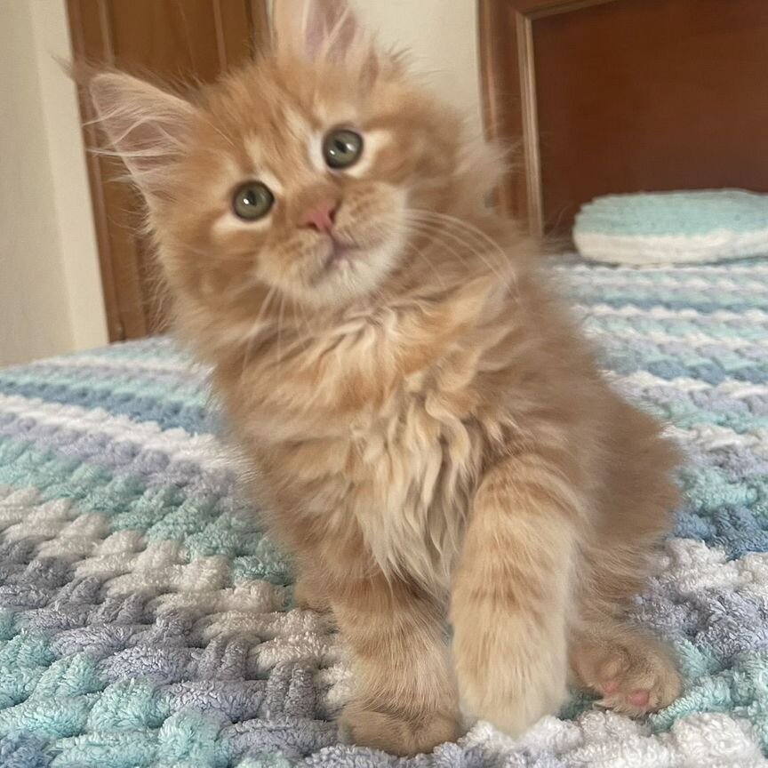 Красная кошечка мейн кун