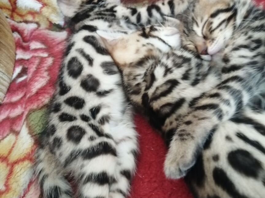 Бенгальские котята