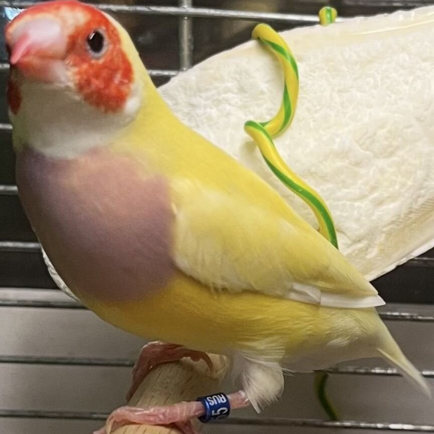 Амадина гульда