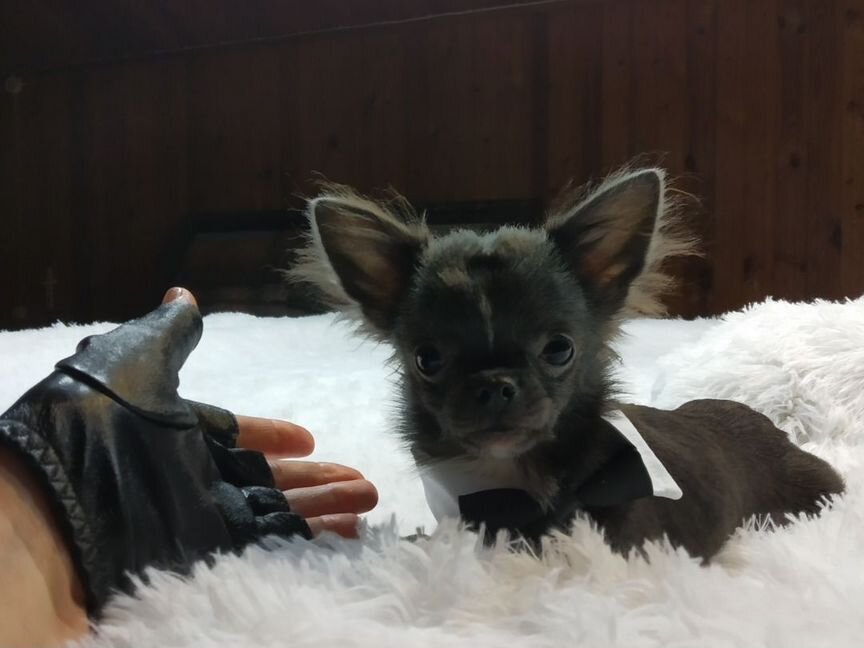 Чихуахуа.Мини.Мальчишка