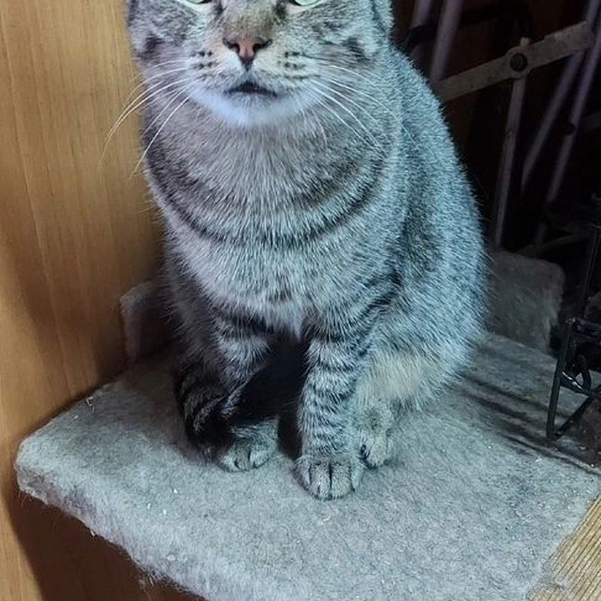 Молодой здоровый котик бесплатно