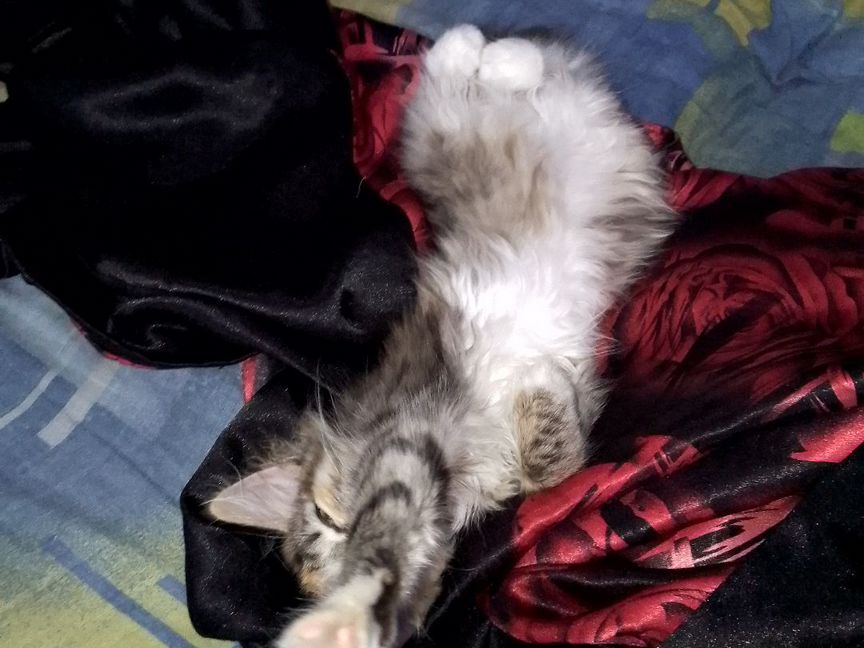 Порода сибирская кошка