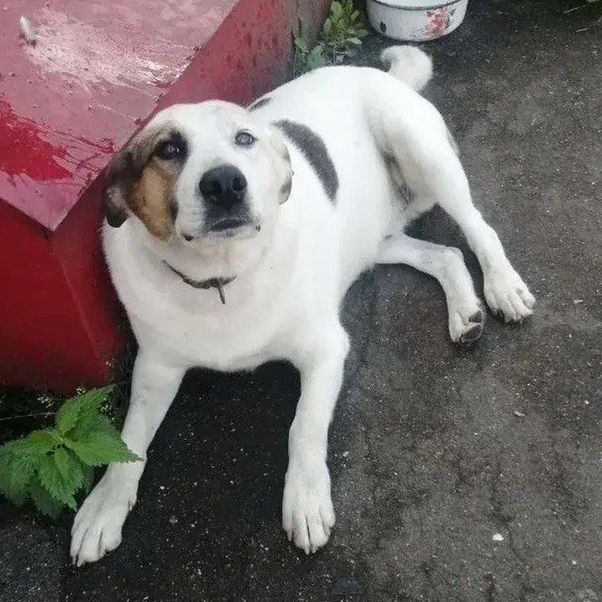 Взрослый пёс в добрые руки