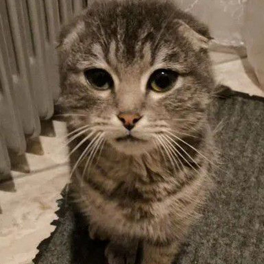 Шотландский вислоухий короткошёрстный котёнок