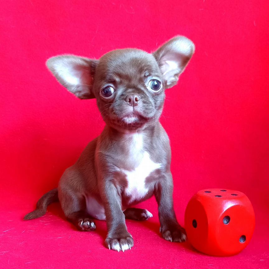 Шоколадный мальчик чихуахуа