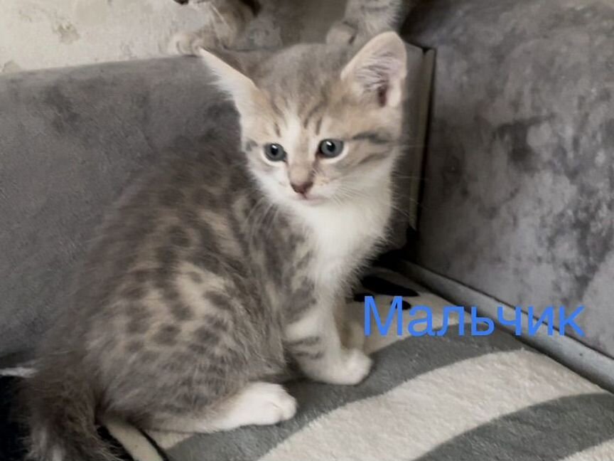 Британские котята