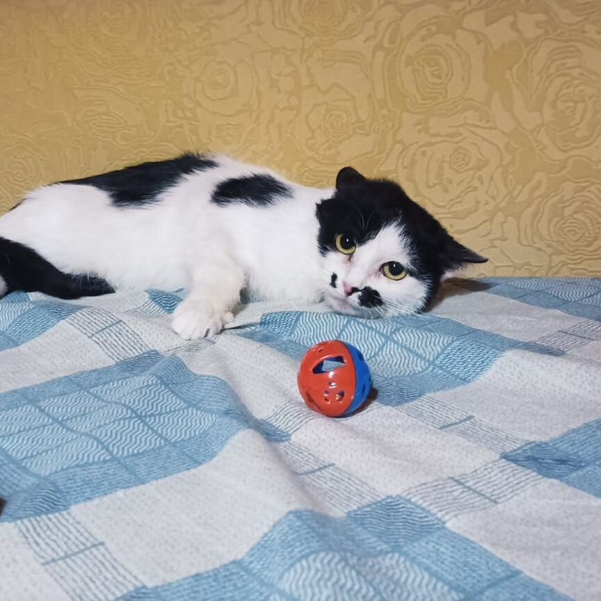Кошечка Фрося отдаю бесплатно