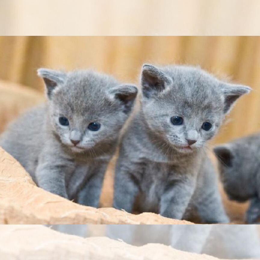 Котята
