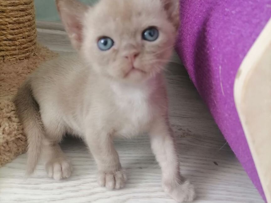 Ласковые котята европейской бурмы