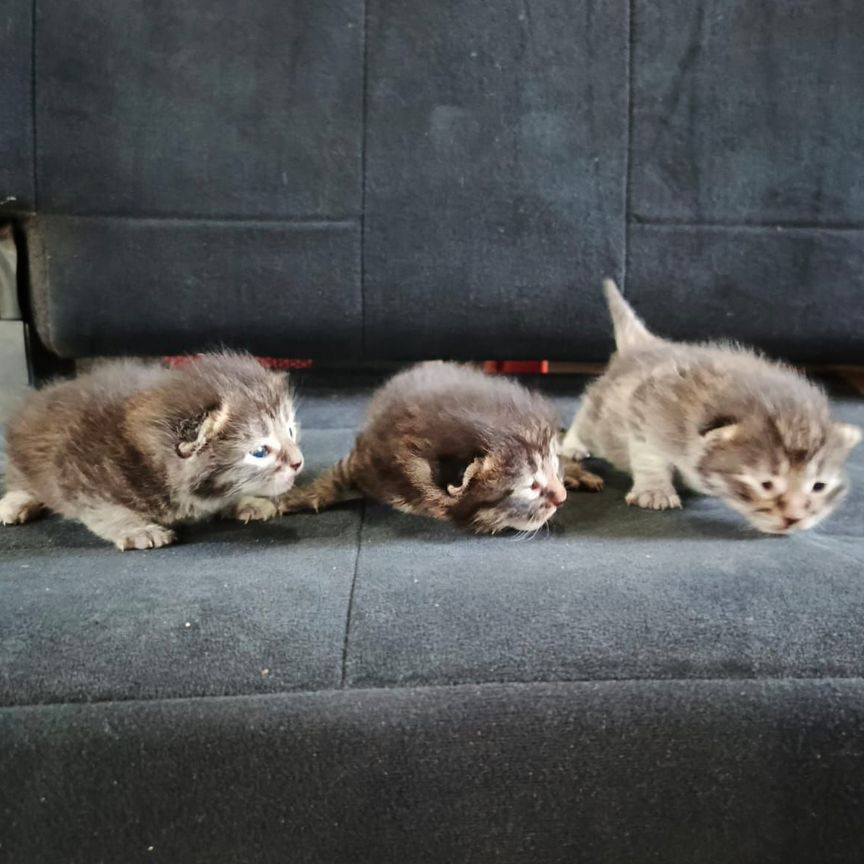 Котята