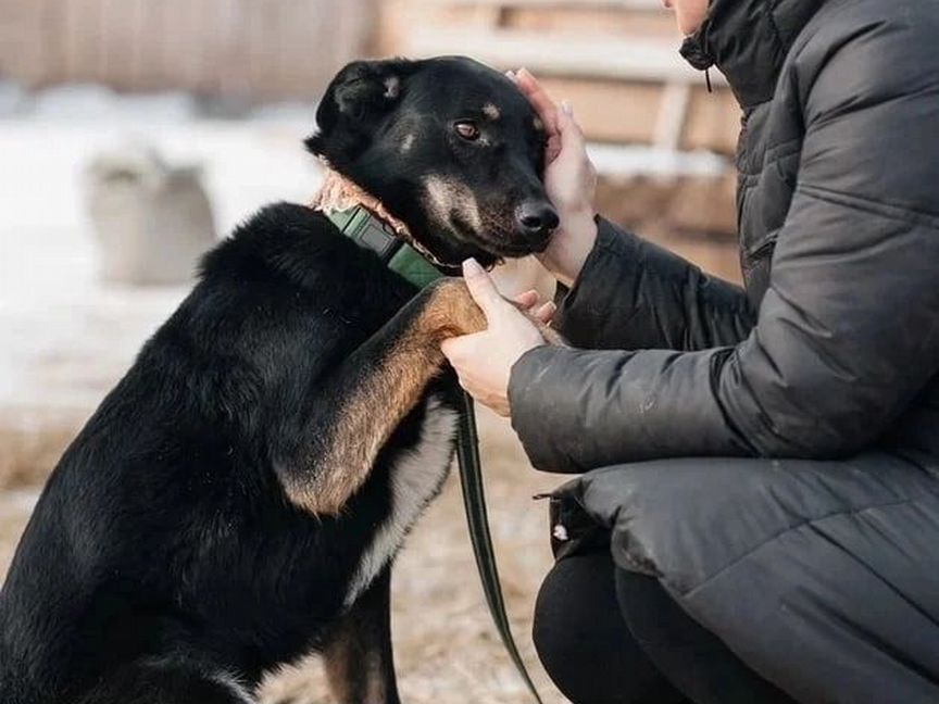 Собака Оливка ищет Дом