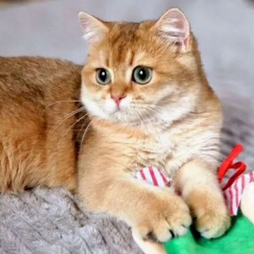 Британская короткошёрстная, взрослая кошка