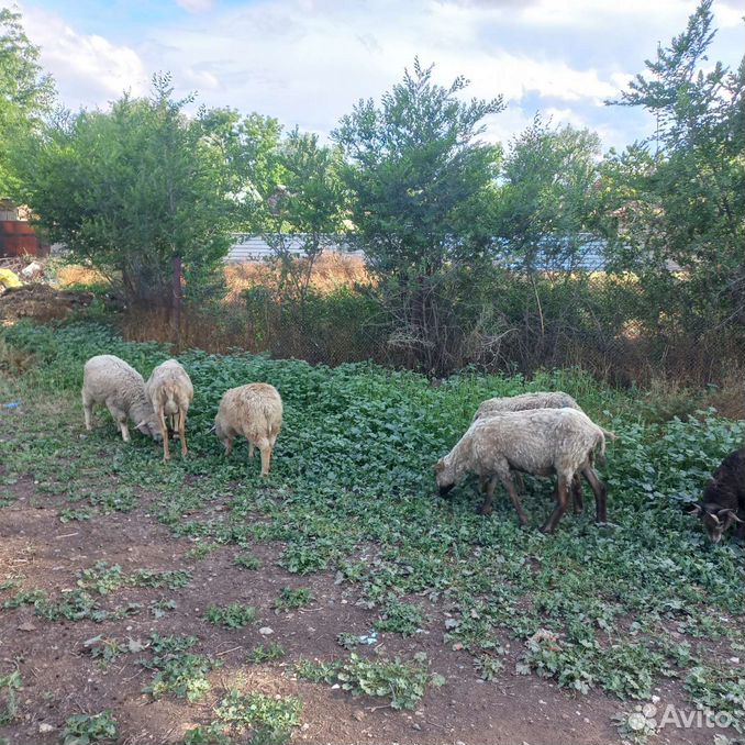 Овцы бараны