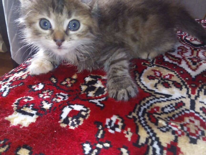 Котик бесплатно