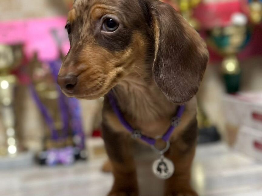 Вишня, миниатюрная такса