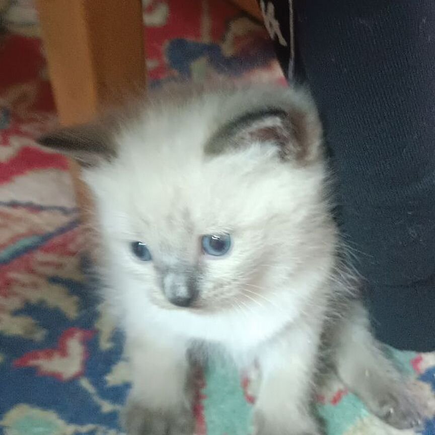 Котята