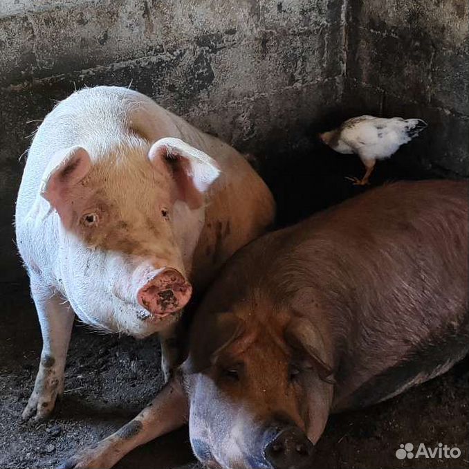Свинья годовалая, на мясо или племя