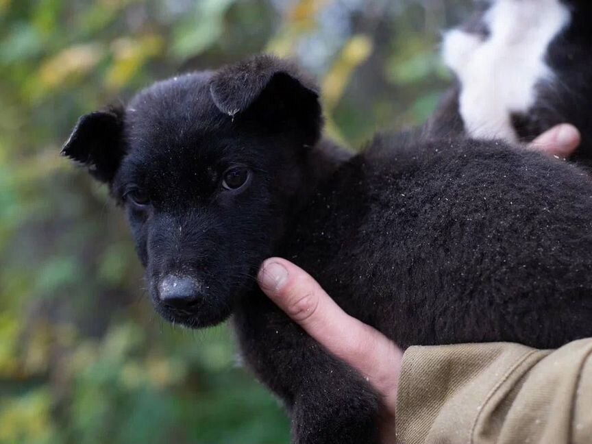 Щенок в добрые руки