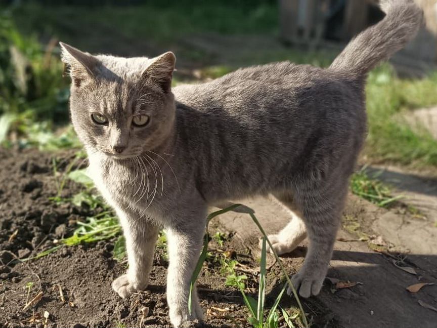 Котик "Корат" серебристо-дымчатый
