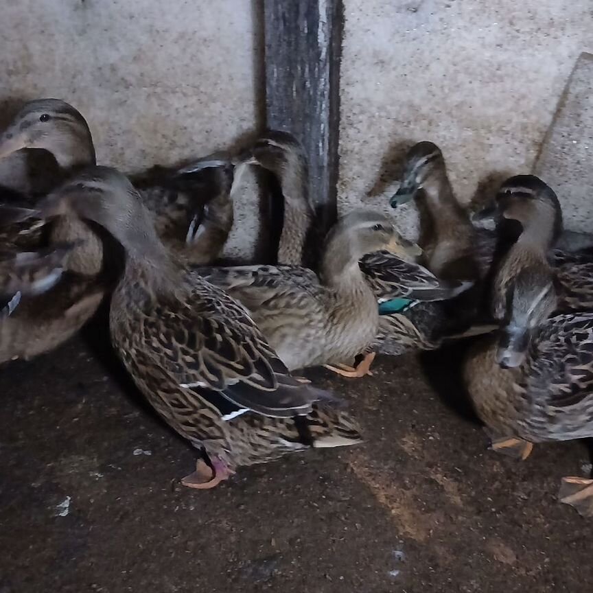 Продажа подсадных уток