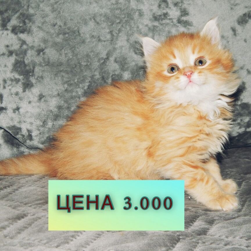 Сибирские котята
