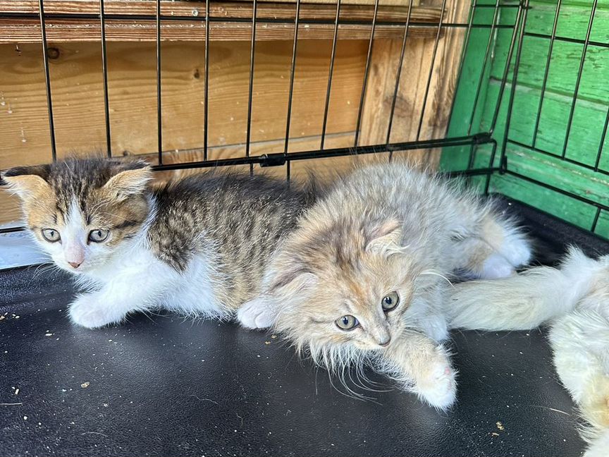 Вислоухие котята