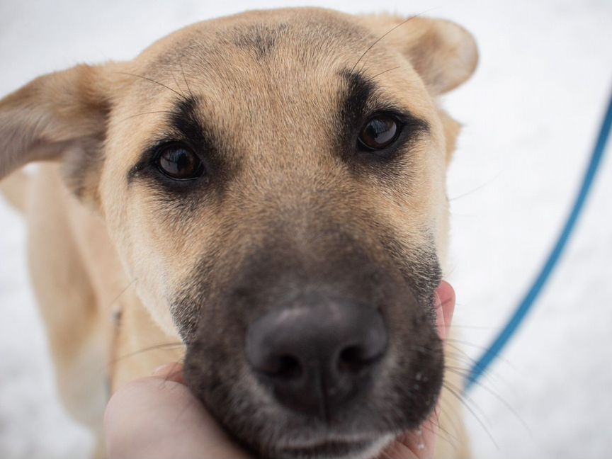 Ласковый щенок Тесса ищет дом
