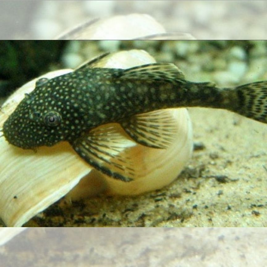 Аквариумные рыбки в новый аквариум