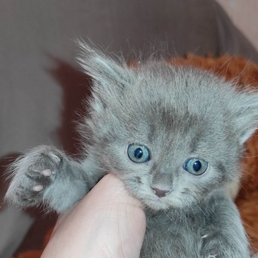 Котята в добрые руки 1 месяц