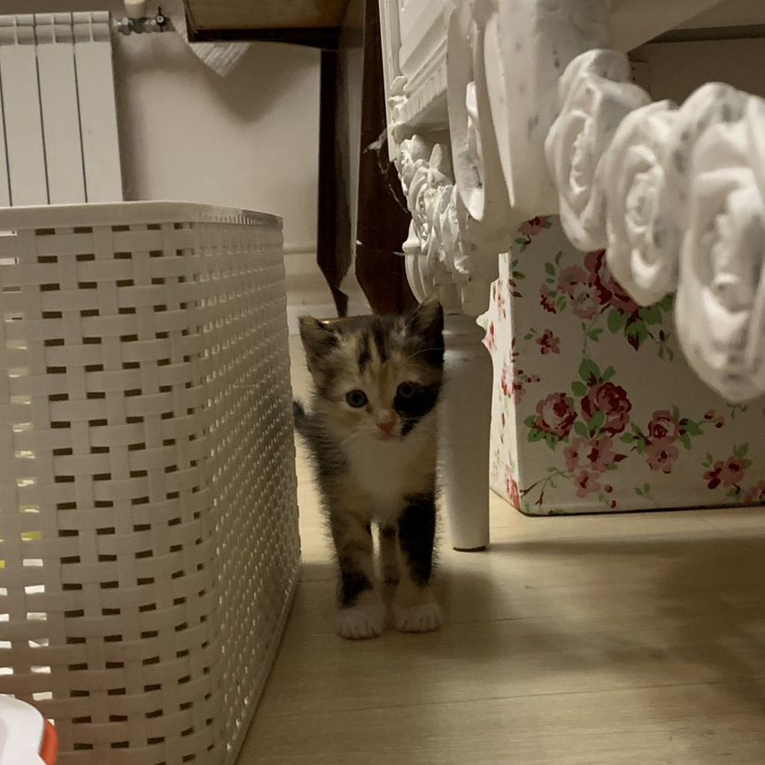 Котята в добрые руки, 1 месяц, бесплатно
