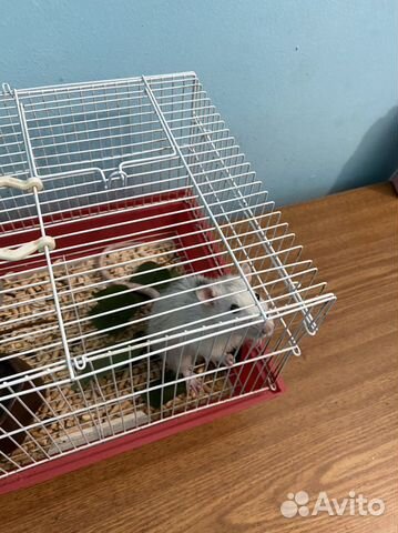 Крыса дамбо с клеткой
