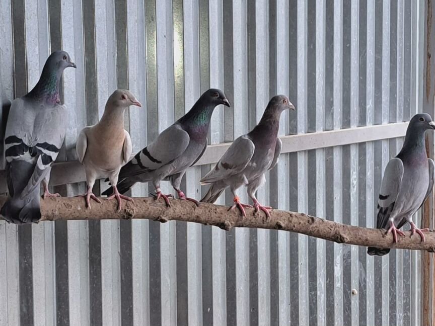 Голуби почтовые