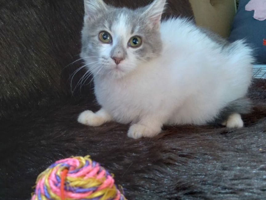 Ласковый котенок девочка в дар 4 мес