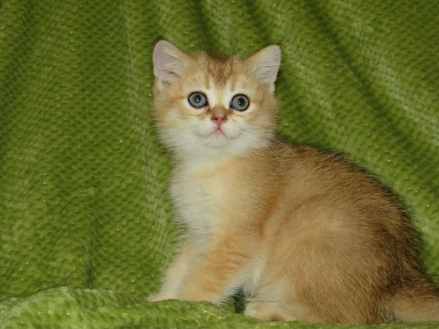 Роскошная золотая девчушка