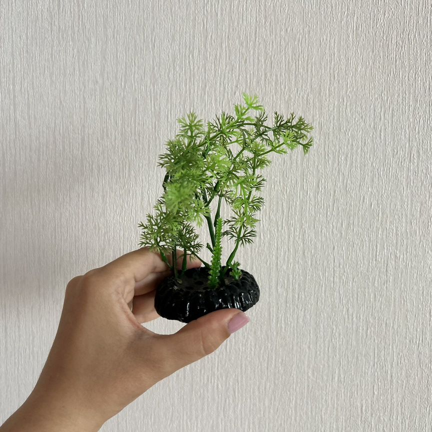 Зелень для аквариума