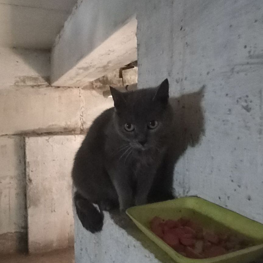 Отдадим девочку в добрые руки