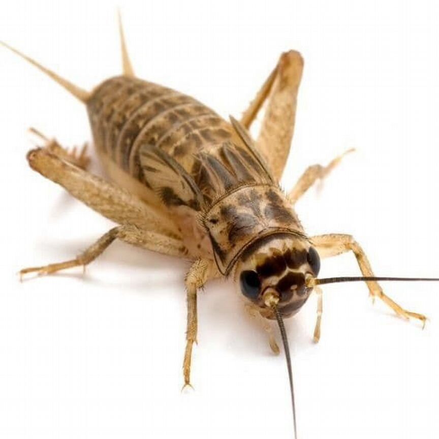 Сверчки домовые предимаго