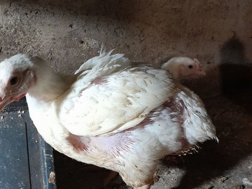 Цыплята бройлеры