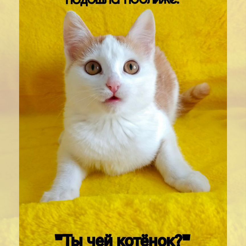 Котёнок в добрые руки