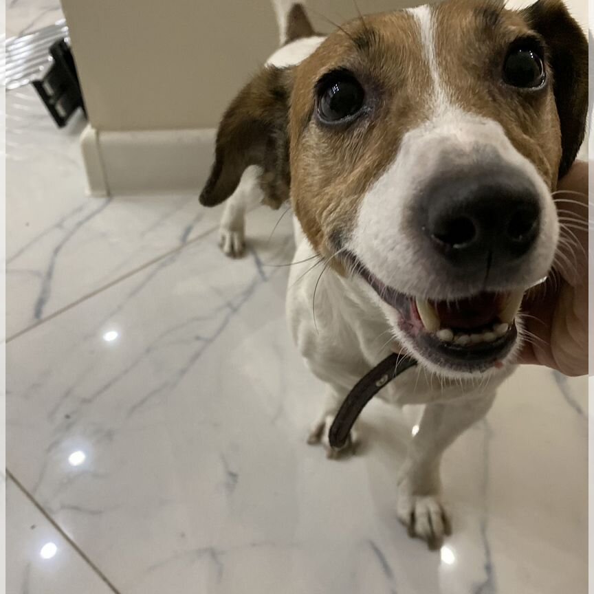 Джек-рассел-терьер, взрослая собака