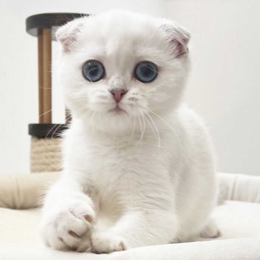 Шотландская вислоухая малышка