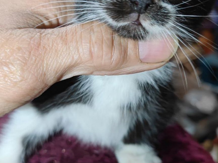 Усатик прыгскоковый котенок