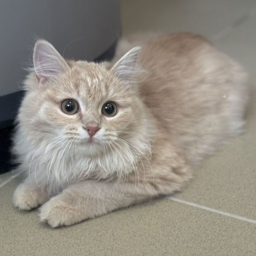 Сибирский котёнок